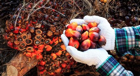 Kelapa Sawit Tanaman Perkebunan Unggulan Dengan Manfaat Ekonomi Tinggi