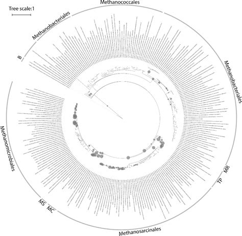 Figure 2 From Methanogenic Archaea In Peatlands Semantic Scholar
