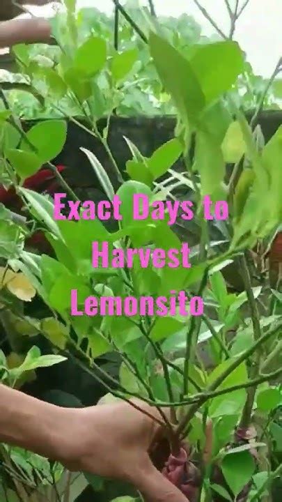 How Many Days To Harvest The Marcotted Lemonsito Youtube
