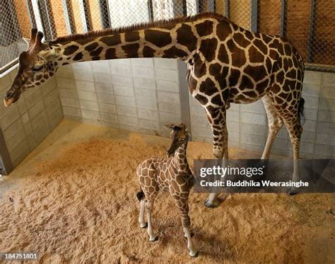 An Eleven Day Old Newborn Giraffe Calf Stands Beside His Mother Named