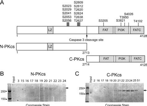 Purification Of N Pkcs And C Pkcs A Schematic Diagram Of Domains Of