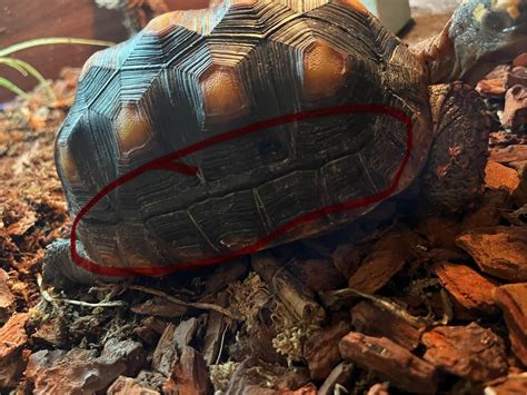 New Shell Growth Rtortoise