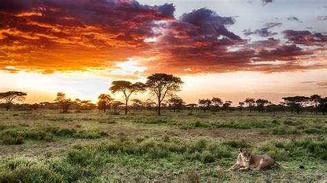 Serengeti Park Tansania Serengeti National Park Zopp