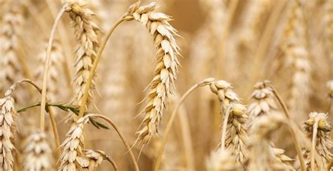 Çin Dünya Buğday Pazarını Sarsıyor Gıdatarım