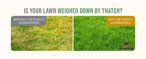 Petramax Liquid Lawn Dethatcher 0 0 2 Lawn Dethatcher