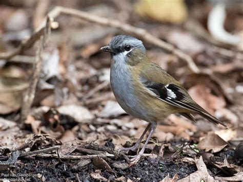 Grey Headed Robin Heteromyias Cinereifrons