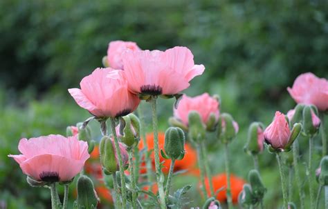 Poppies Pink Flowers Poppy Free Photo On Pixabay