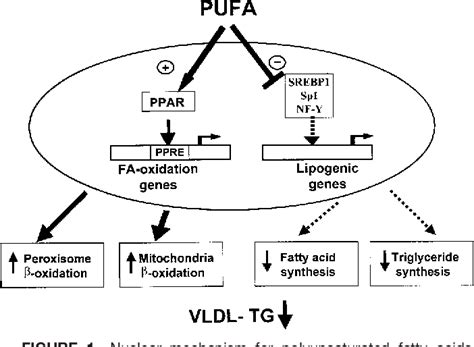 Polyunsaturated Triglyceride