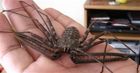 Gross Bugs Scariest Bugs List