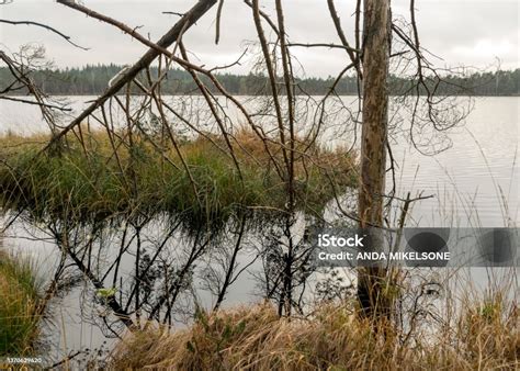 늪지대 의 해안 홍수 숲 지역 늪의 해안에 다양한 오래되고 썩은 나무와 나뭇가지 늪 0명에 대한 스톡 사진 및 기타 이미지 0명 기상 이변 나무 Istock