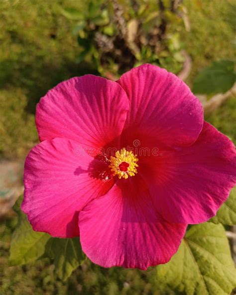 A Hibiscus Laevis Flower Stock Image Image Of Hibi 268902675