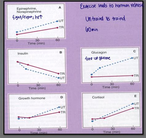 Exercise Physiology Exam 1 Flashcards Quizlet
