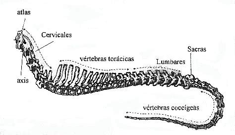 Columna Vertebral De Los Mamíferos Cuerpo Humano