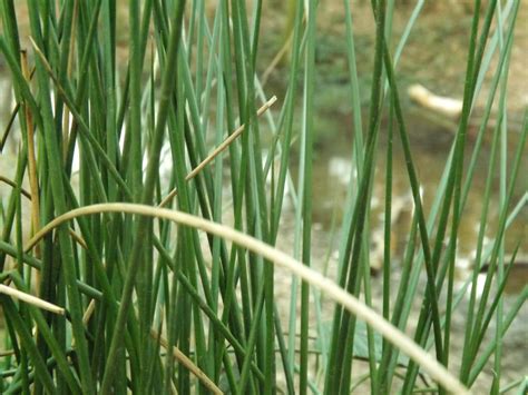 Grassy Swamp By Jenyfry On Deviantart