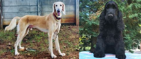 Saluki Vs American Cocker Spaniel Breed Comparison