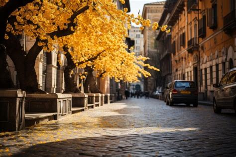 Vibrant Yellow Mimosa Tree In Historic Rome Italy Contrast With The