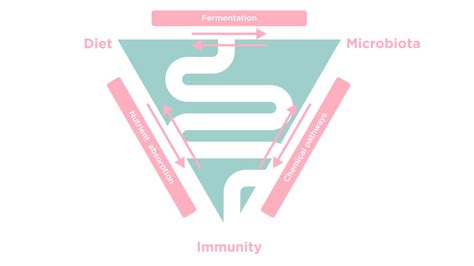 Exploring The Link Between Your Immune System And Microbiome Omed Health