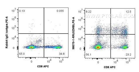 Granzyme B Antibody 98070 1 Rr Proteintech