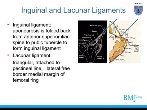 Anatomy Of Groin Ppt