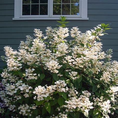 Little Quick Fire® Panicle Hydrangea For Sale Proven Winners Great Garden Plants