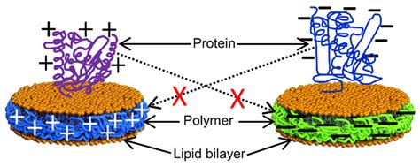 Rhesus Transmembrane Protein Complex
