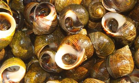 Invasive But Delicious Periwinkles Living Off The Land And Sea