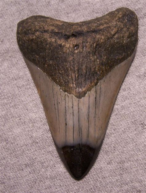 Megalodon Shark Tooth 3 1 2 Sharks Teeth Fossil Stunning Diamond