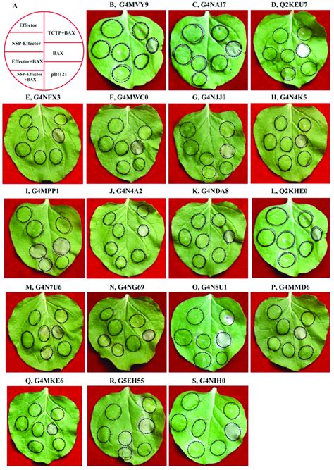 Effects Of Transient Expression Of M Oryzae Candidate Effectors On