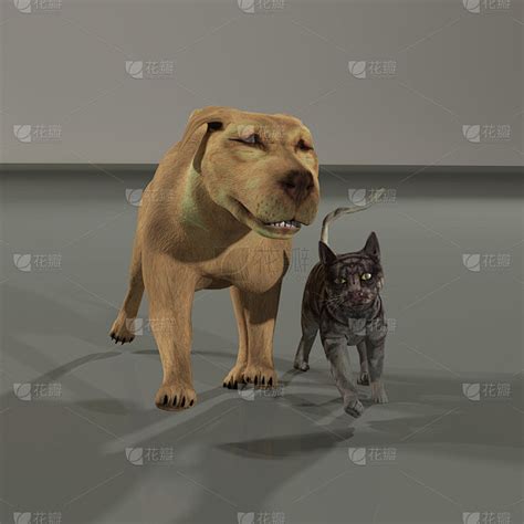 猫和狗