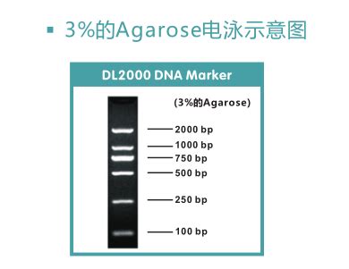 Dl2000 Dna Marker核酸电泳系列 性能参数，报价价格，图片 中国生物器材网