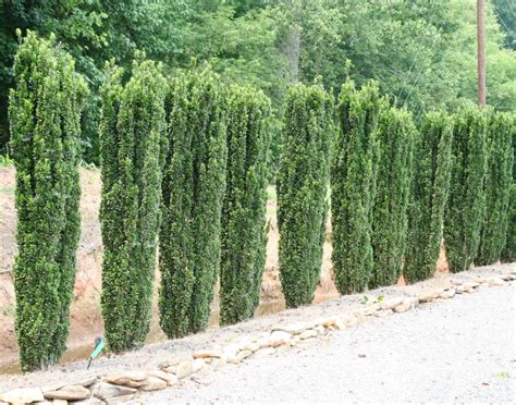 Optimal Sky Pencil Holly Growing Conditions For Lush Stunning Growth