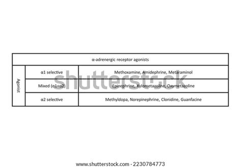 Table Showing Classification Adrenergic Receptor Agonist Stock Vector