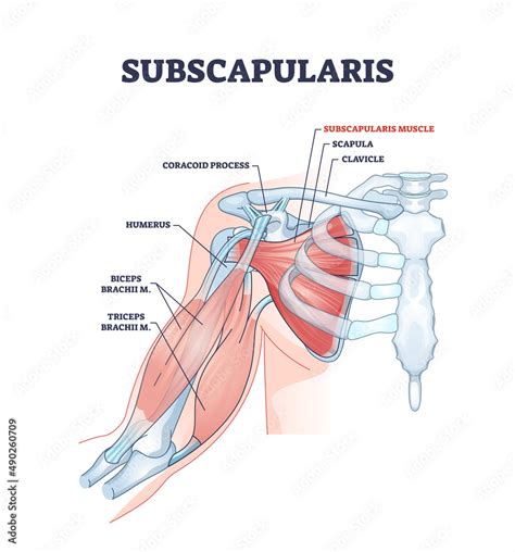 Subscapularis Muscle And Human Shoulder Inner Skeletal Part Outline
