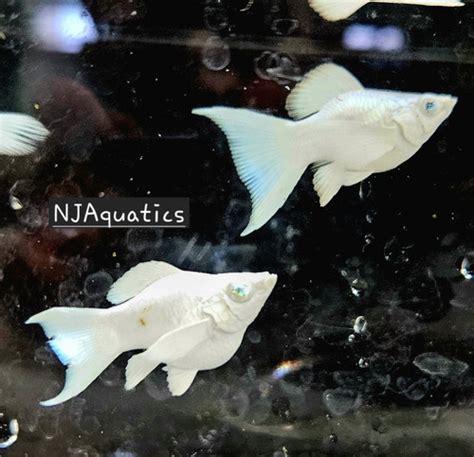 Balloon Molly Platinum Veil Tail Adult Pair Live Molly Fish Usa