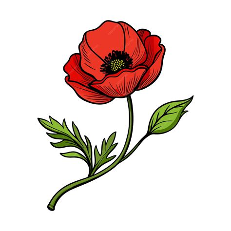 Vibrant Poppy Flower Vector Illustration Symbolizing Boldness And