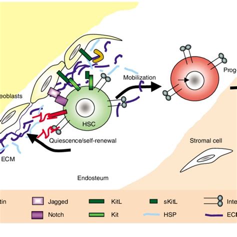 Ecm Mediated Effects On Stem Cells Within The Bone Marrow Stem Cell