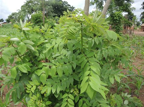Gliricidia Stem Cutting Essential Techniques For Success