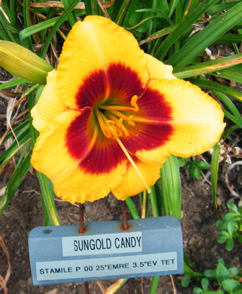 Sungold Candy Qb Daylily Gardens