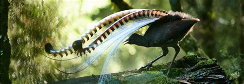 Superb Lyrebird Birdlife Australia