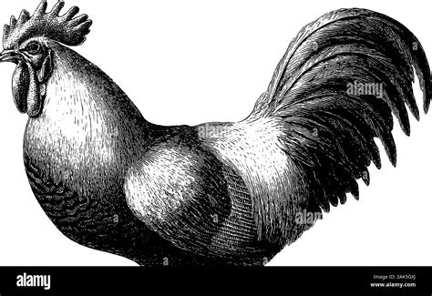 Intricate Engraved Snail With Spiral Shell Design For Nature Art