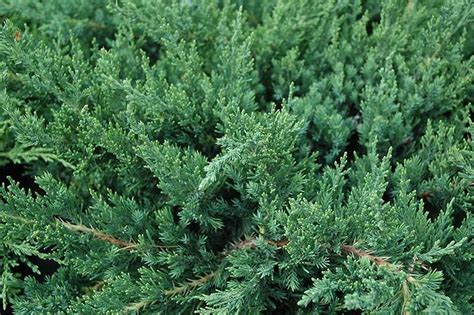 Buy Parsons Juniper For Sale Online From Wilson Bros Gardens