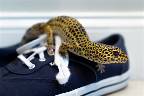 Wheres My Gecko What To Do In Case Of Leopard Gecko Escape Leopard