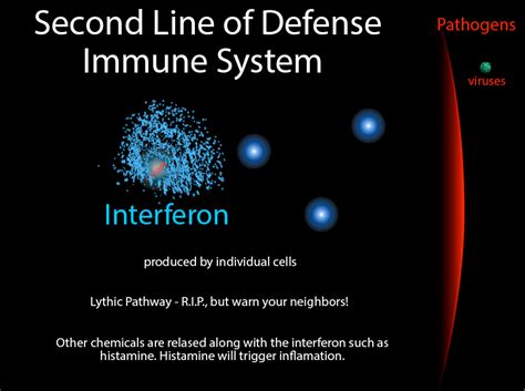 Lymphatic And Immune System