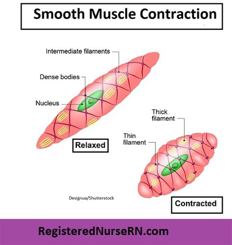 Smooth Muscles Examples