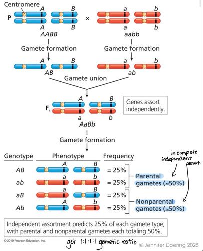 Genetic Linkage And Mapping Flashcards Quizlet
