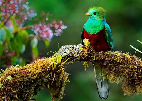 World Beautiful Birds