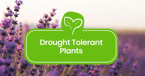 Drought Tolerant Plants Youll Love Beautiful Resilient And Easy To