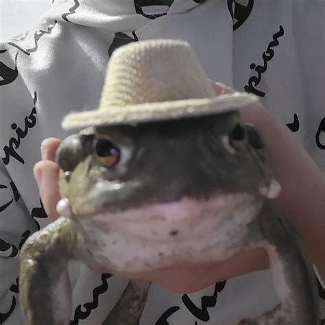 Princess In A Pipe Rtoads