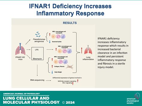 Anti Inflammatory Roles Of Type I Interferon Signaling In The Lung