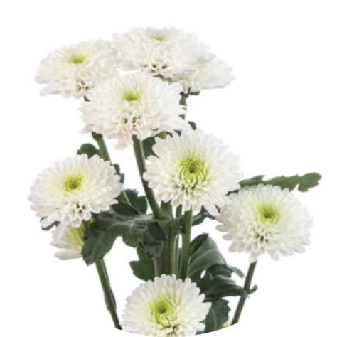 Novelty Button Eagle Solefarms